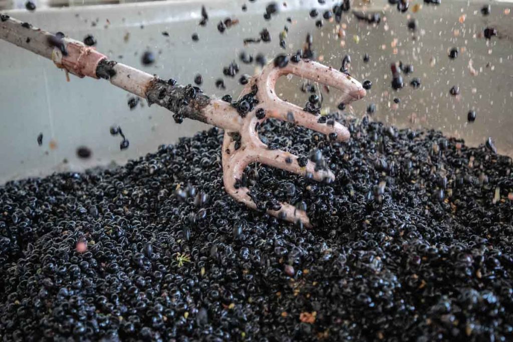 Hand-Sorting Grapes to Perfection at Stoller Family Estate