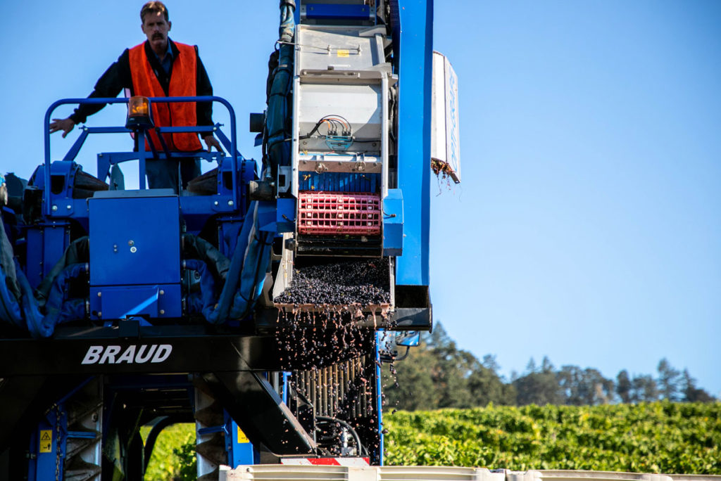 Machine Harvesting in Stoller Family Estate Vineyard