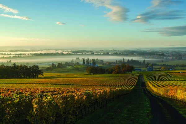 Stoller Vineyard Cultivates an Enduring Legacy of Oregon Wine