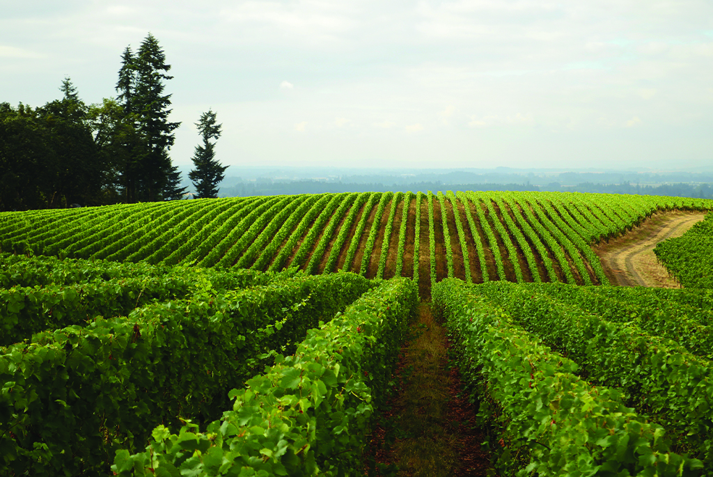 Stoller Vineyard Cultivates an Enduring Legacy of Oregon Wine