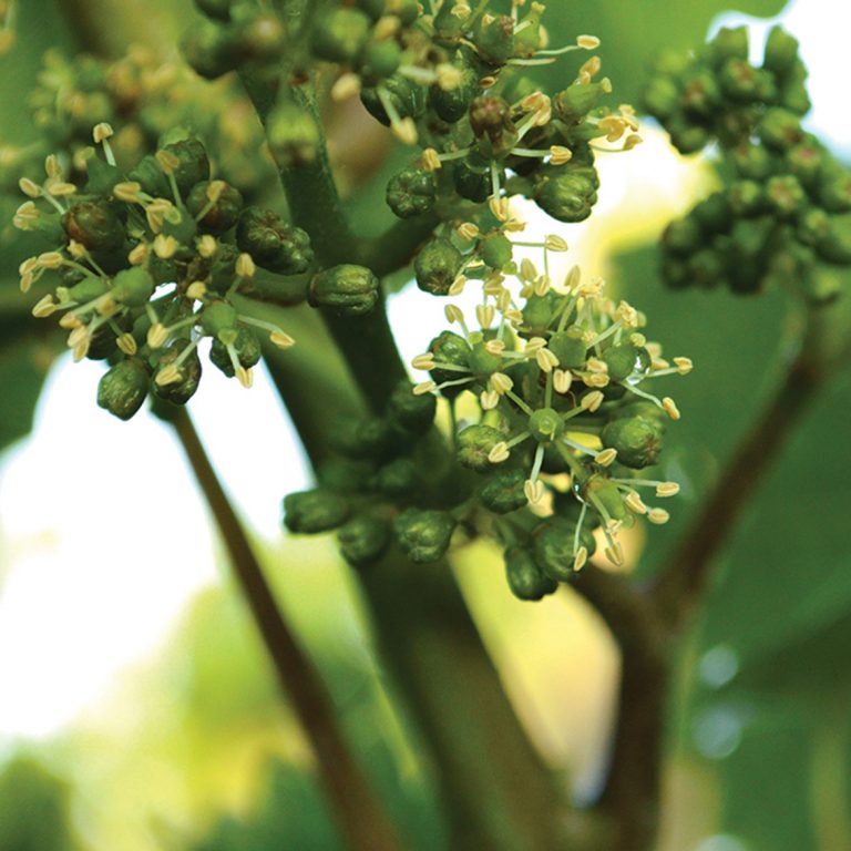 Stoller Vineyard Cultivates an Enduring Legacy of Oregon Wine