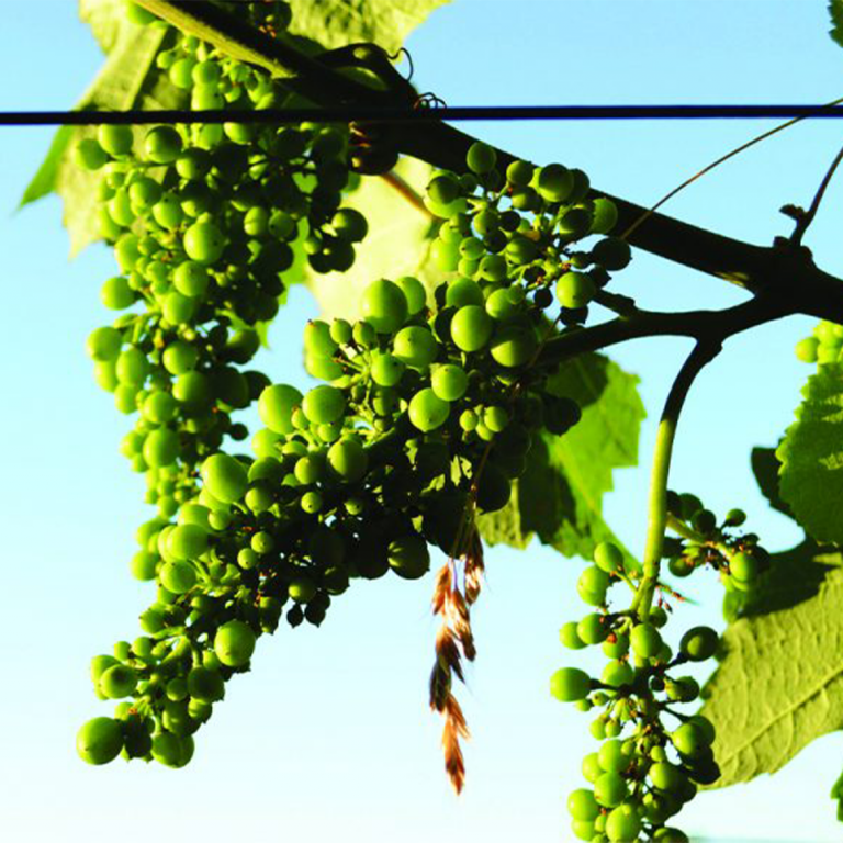 Stoller Vineyard Cultivates an Enduring Legacy of Oregon Wine