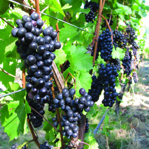 Stoller Vineyard Cultivates an Enduring Legacy of Oregon Wine