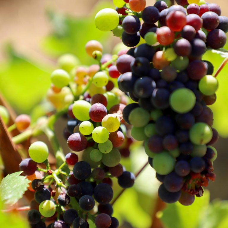 Stoller Vineyard Cultivates an Enduring Legacy of Oregon Wine